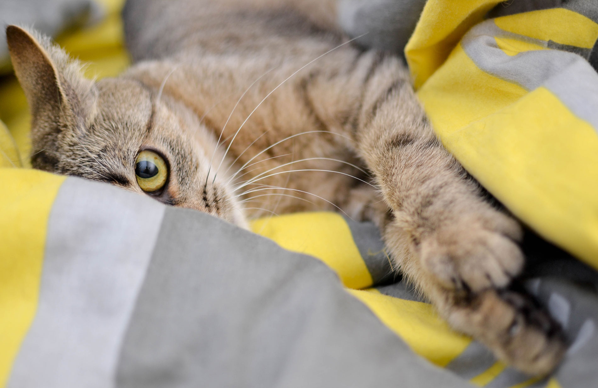 North Devon Cattery | Barnstaple Cattery | Bideford Cattery - Church ...