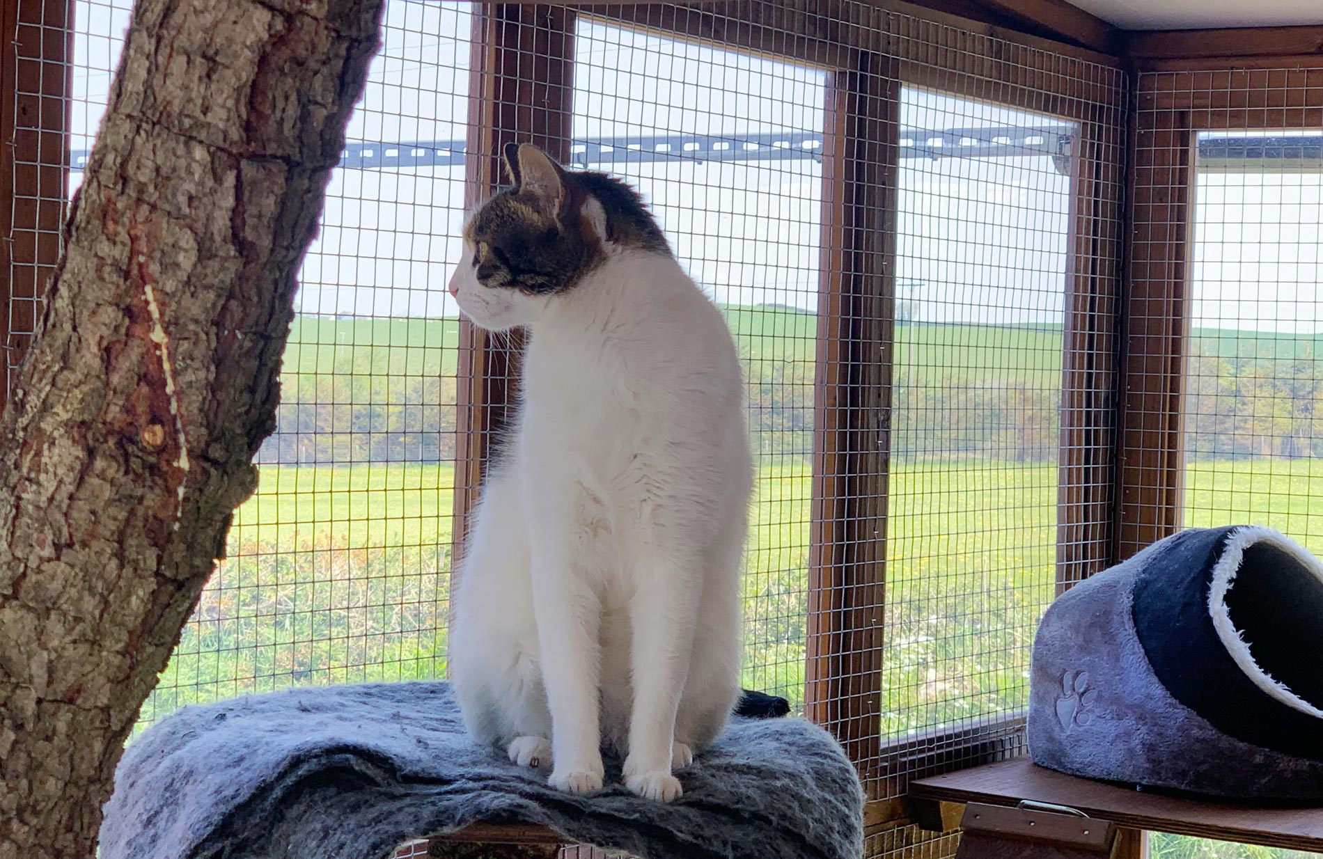 North Devon Cattery | Barnstaple Cattery | Bideford Cattery - Church ...