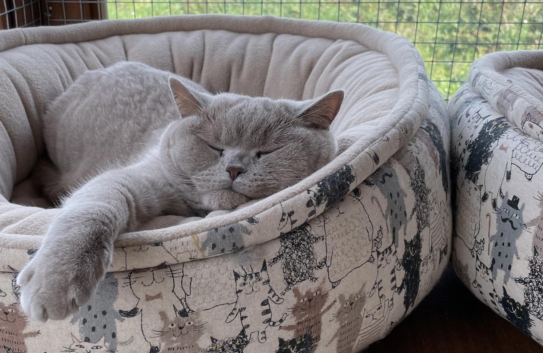 North Devon Cattery | Barnstaple Cattery | Bideford Cattery - Church ...